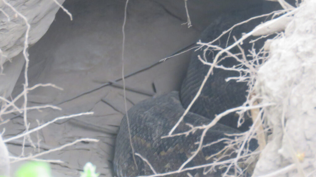 Leopard and Python Safari – 27 Jan 2024 - Jhilmil Jheel Conservation ...