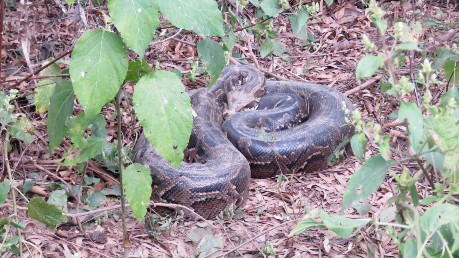 Leopard and Python Safari – 27 Jan 2024 - Jhilmil Jheel Conservation ...